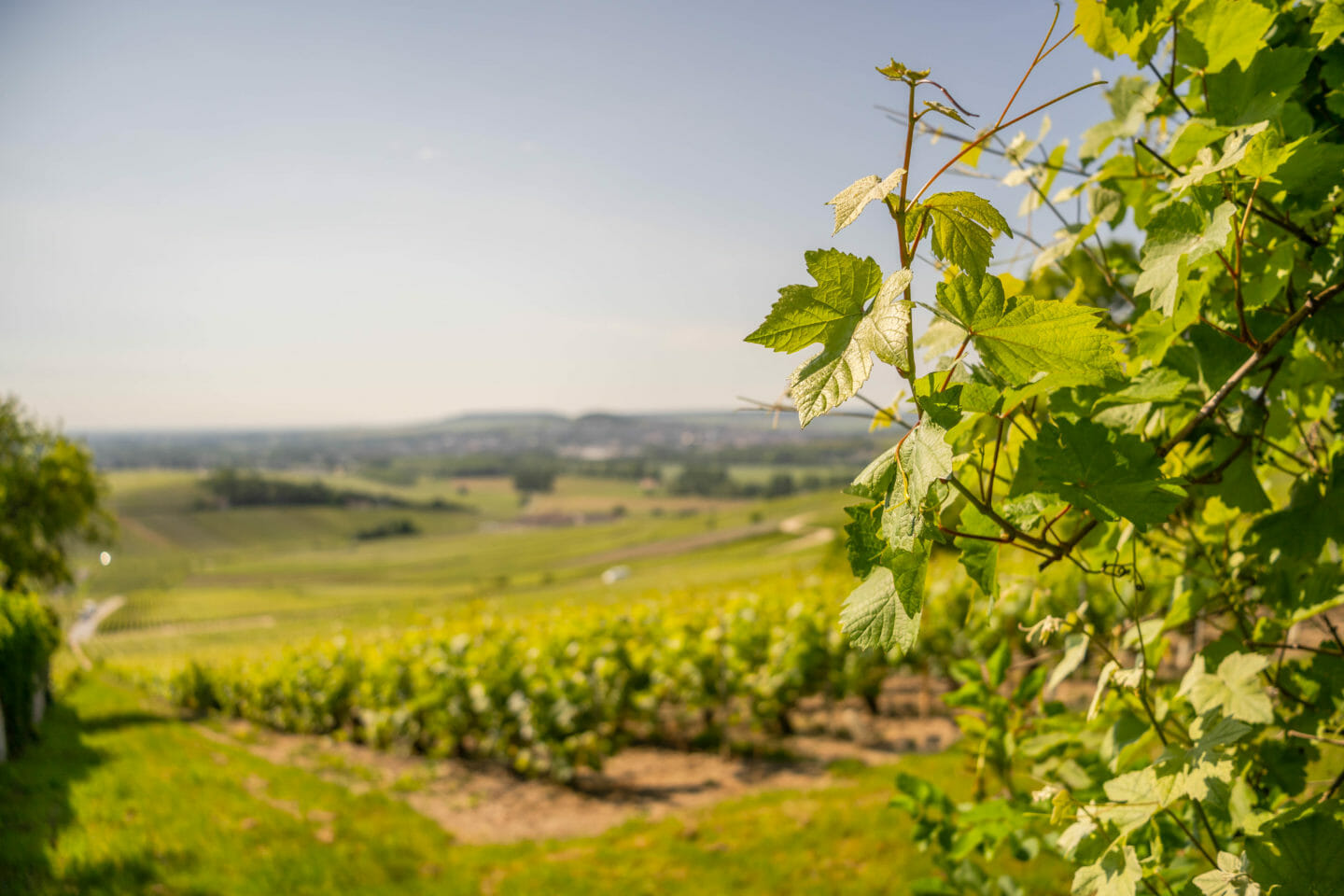 The ultimate stay guide to explore the French Champagne region!