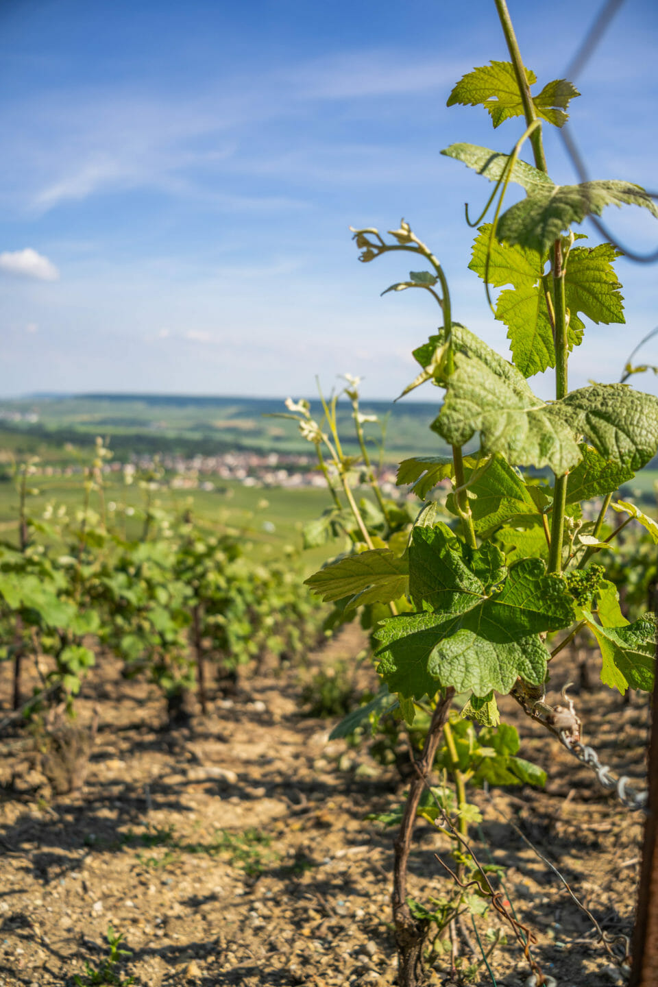 The ultimate stay guide to explore the French Champagne region!